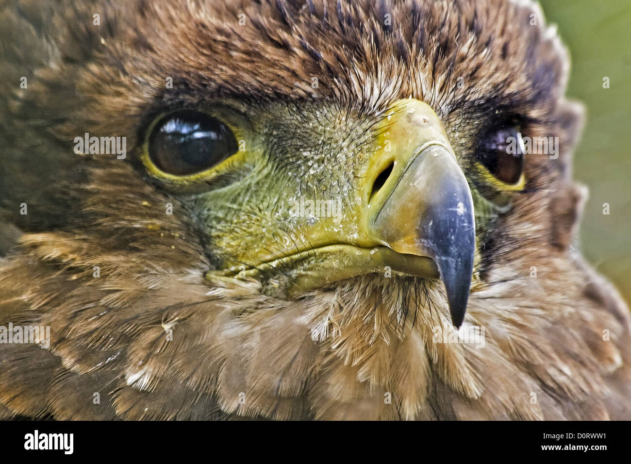 Acrobat bird hi-res stock photography and images - Alamy