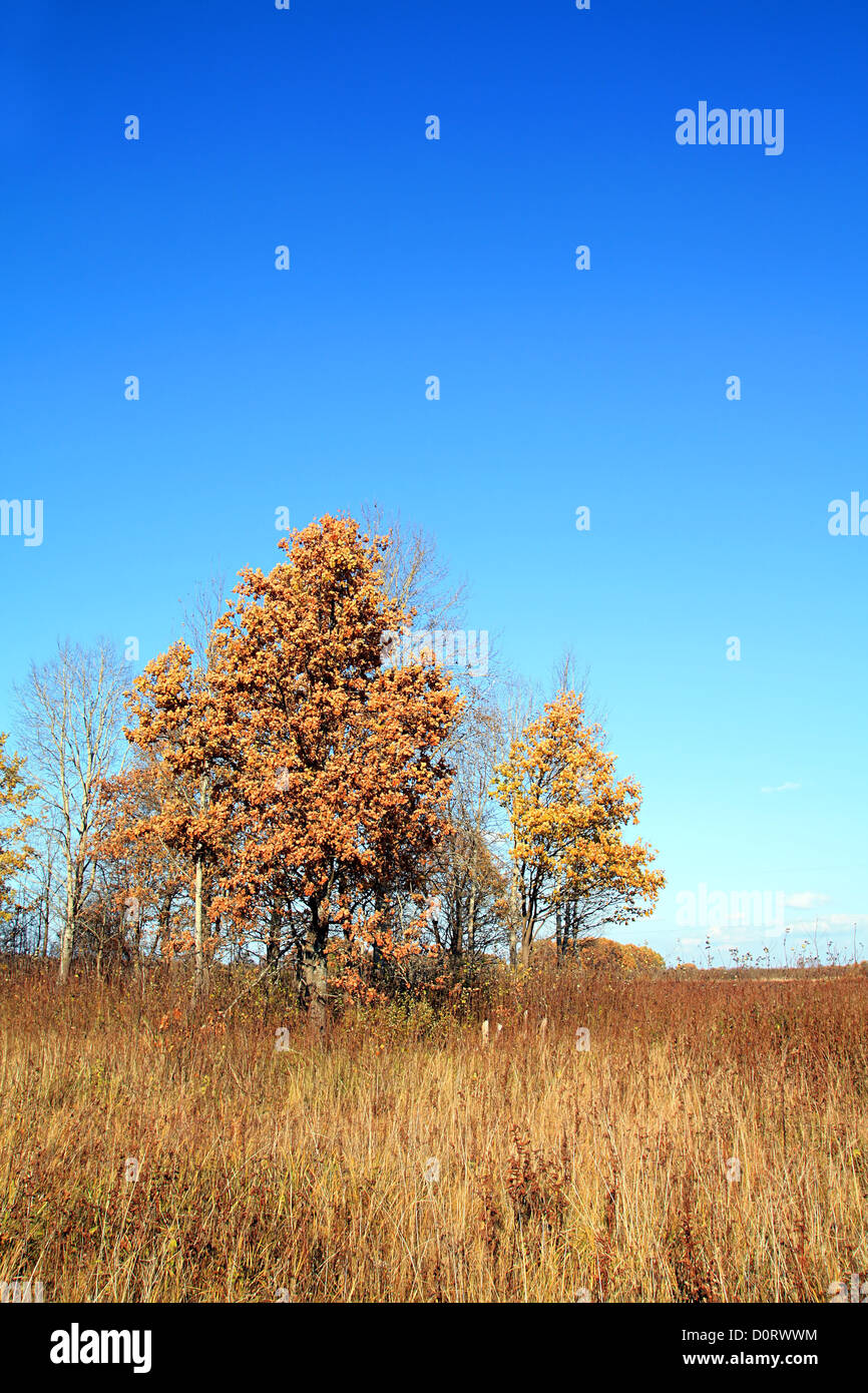 Spring wood and autumn wood hi-res stock photography and images - Alamy