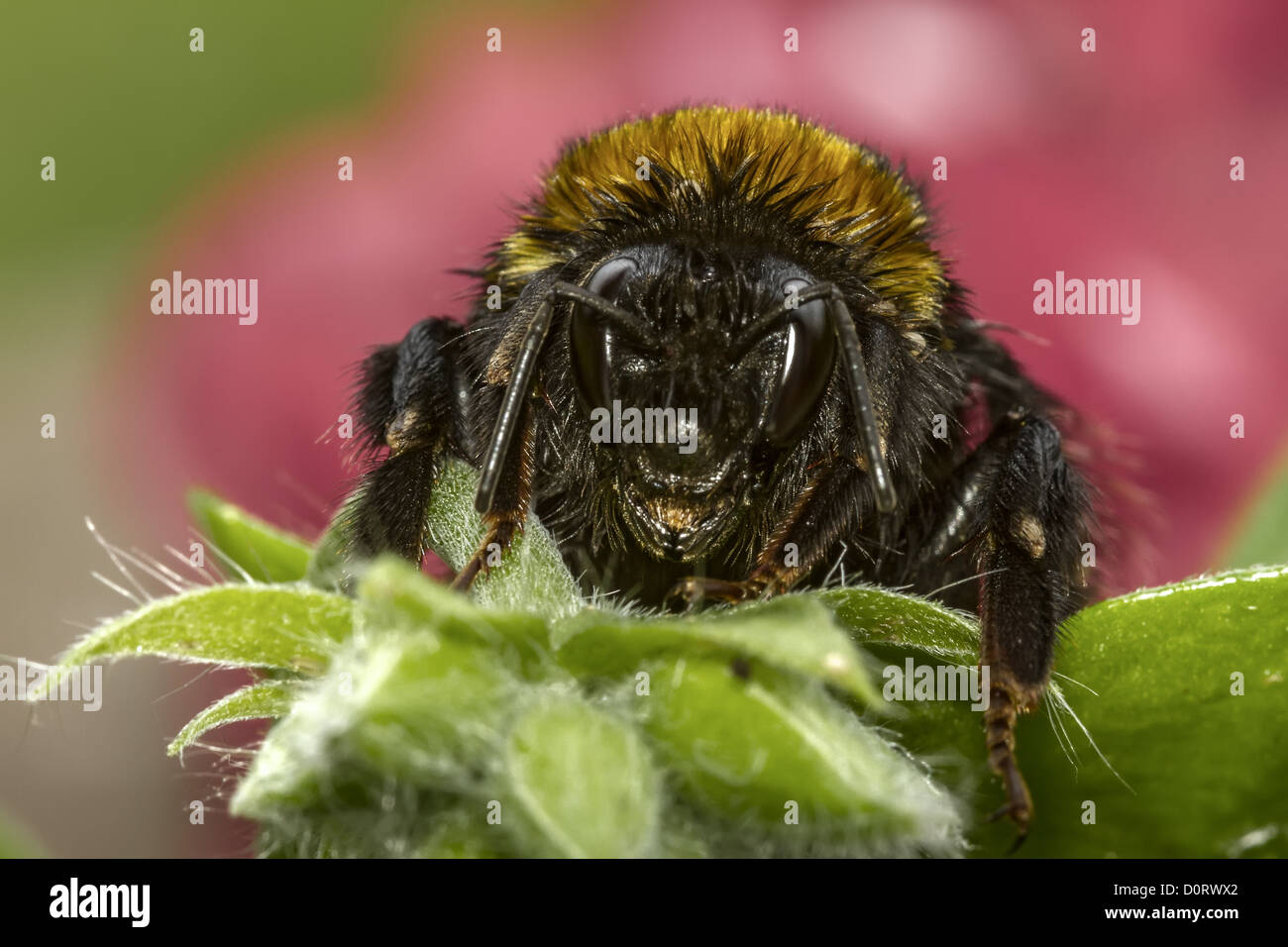 Bee face hi-res stock photography and images - Alamy