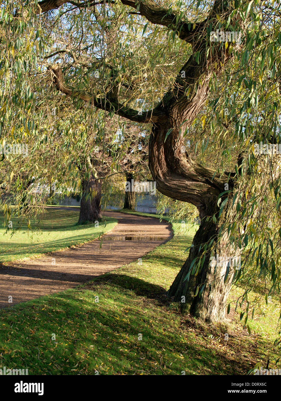 Weeping willow trees along footpath, Cambridge, UK Stock Photo - Alamy