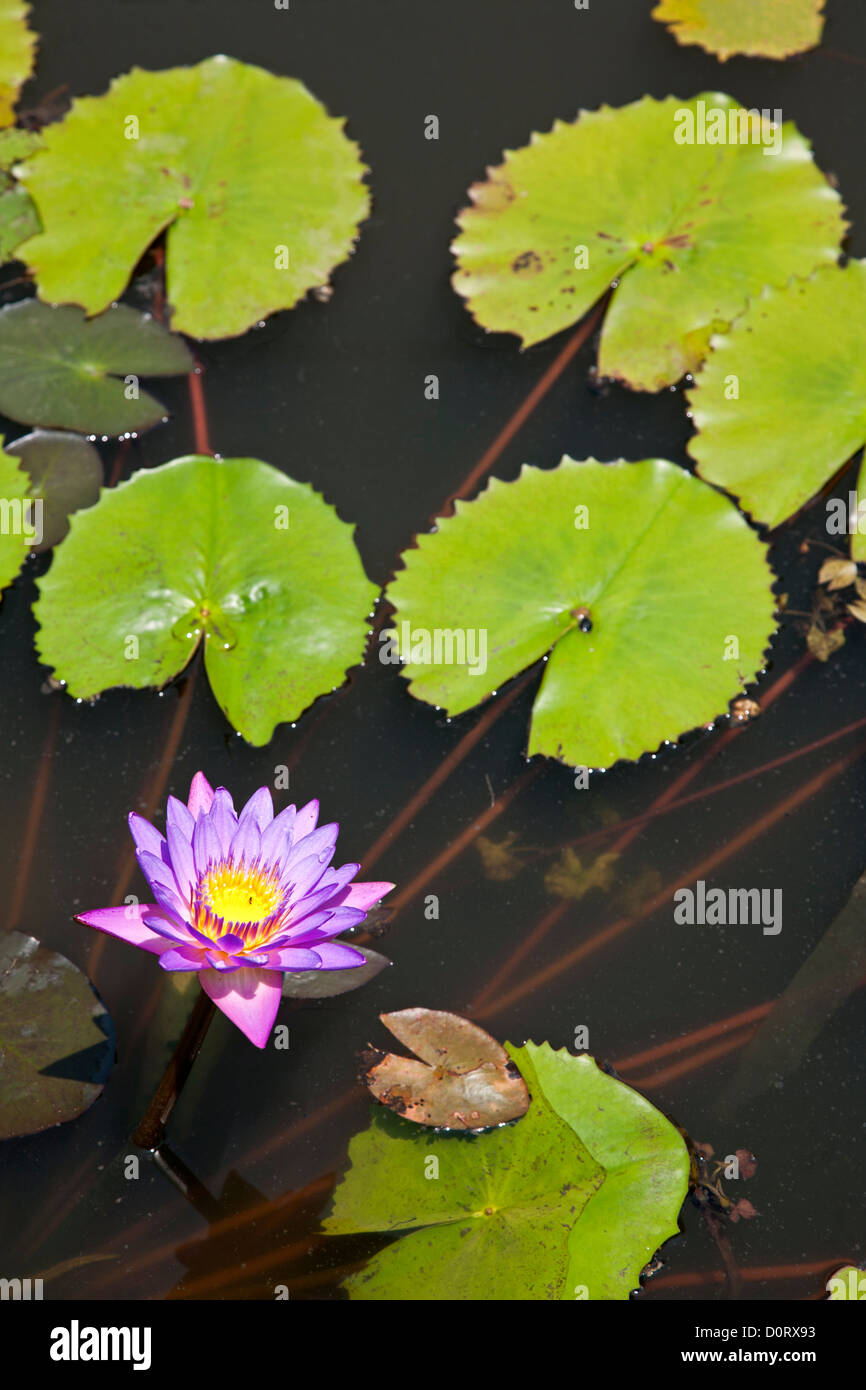 Lotus flower. Sigiriya. Sri Lanka Stock Photo - Alamy