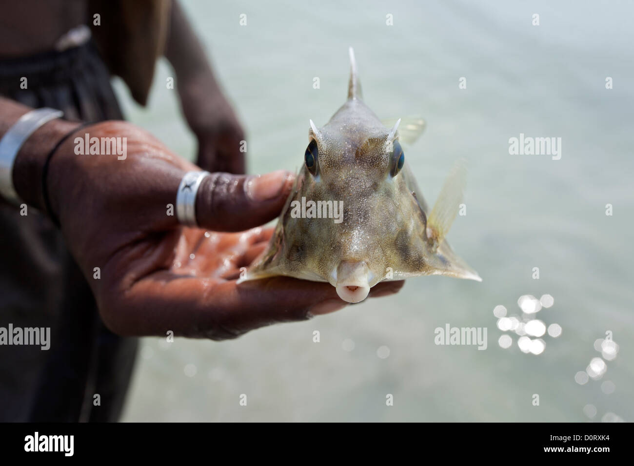Fisherman holding a balloon fish. Trincomale. Sri Lanka Stock Photo - Alamy