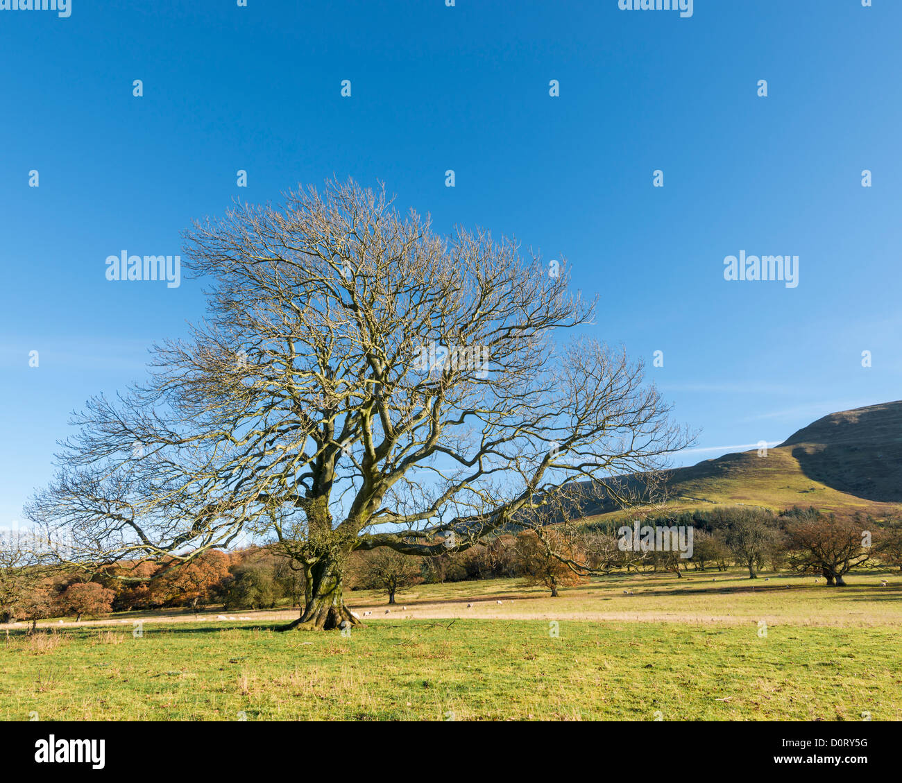An old ash tree in the foothill of the Black Mountains Stock Photo - Alamy