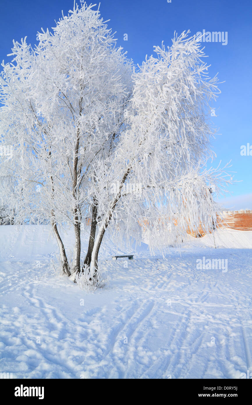 tree in snow Stock Photo - Alamy