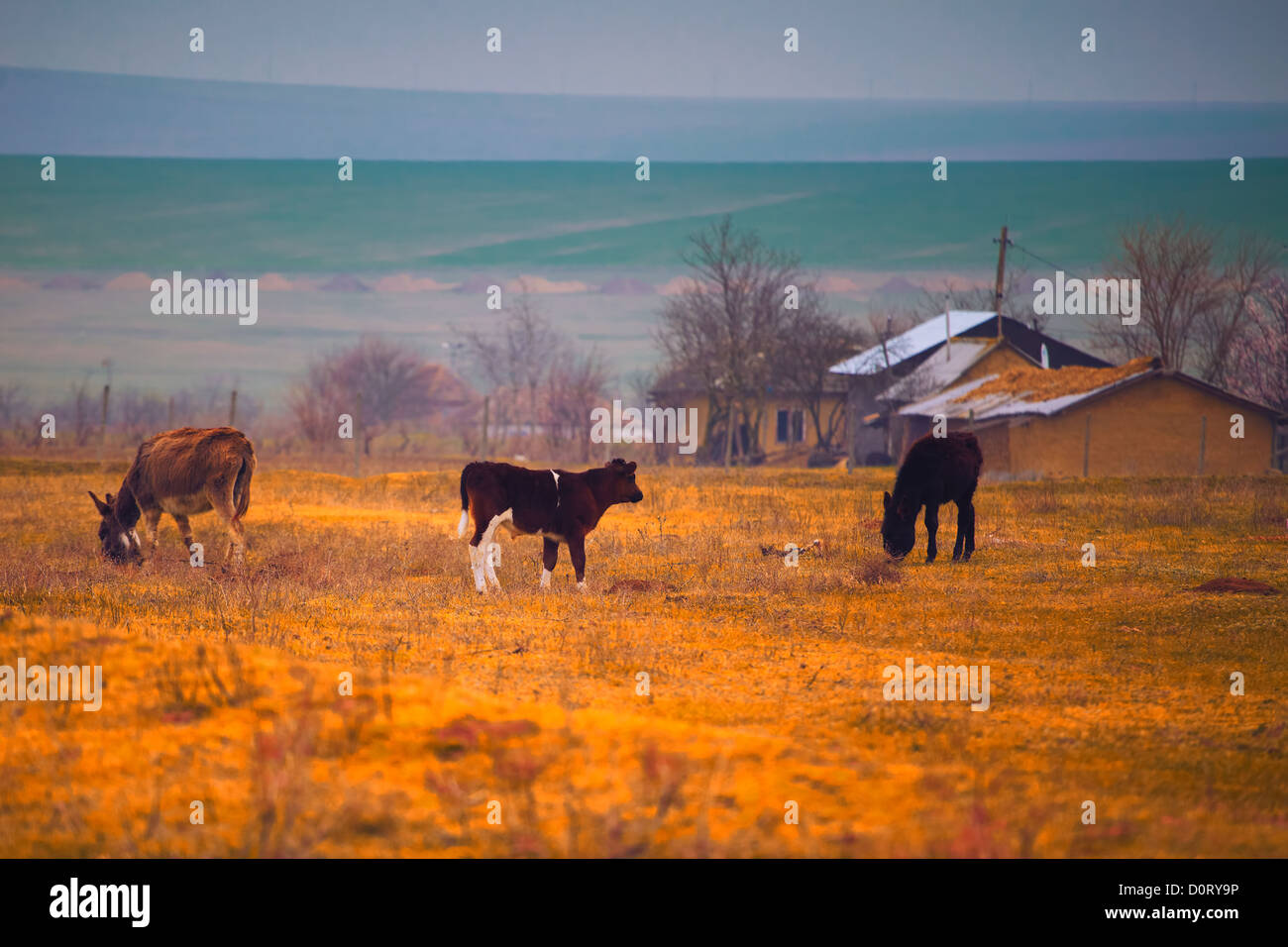 Young animals in the countryside of Dobrogea region, Romania Stock ...