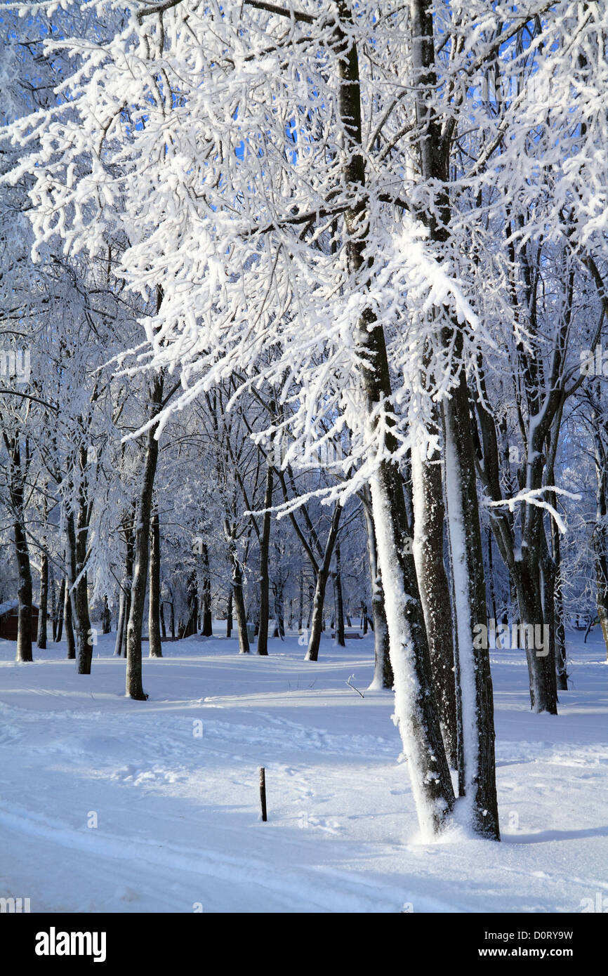 tree in snow Stock Photo - Alamy