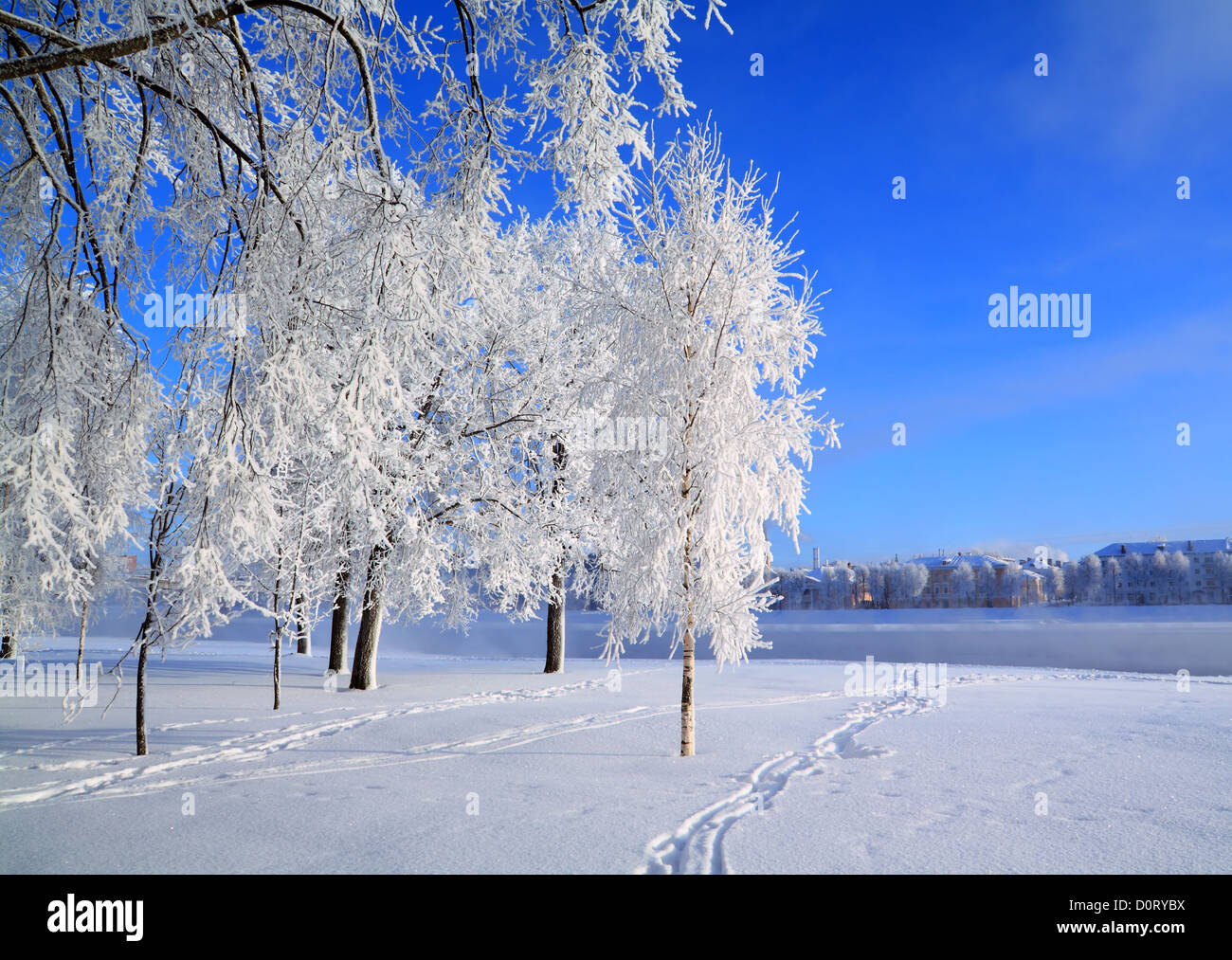 tree in snow Stock Photo - Alamy