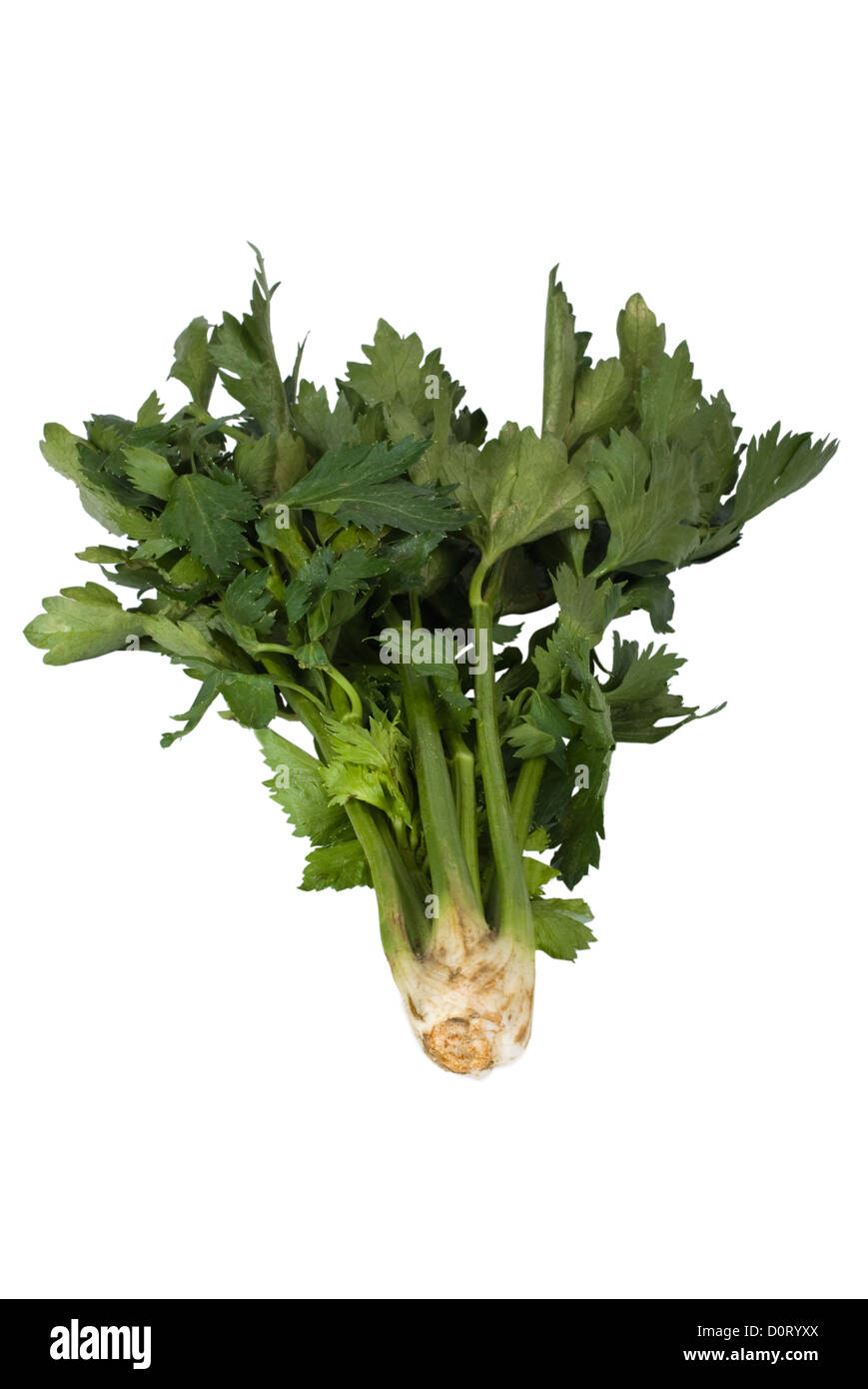 Bunch cilantro hi-res stock photography and images - Alamy