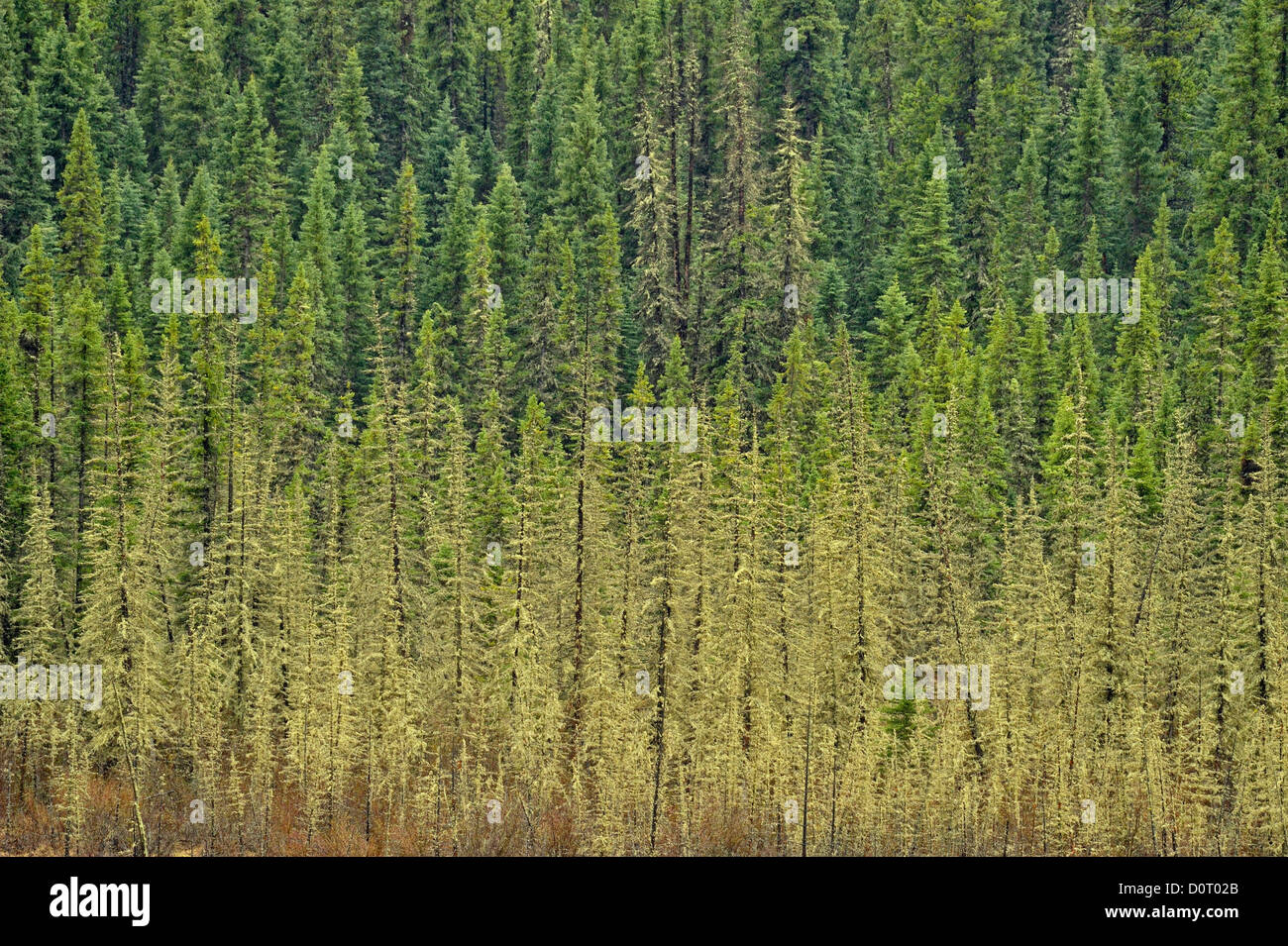 Pine forest with old-man's-beard lichen, Banff National Park, Alberta ...