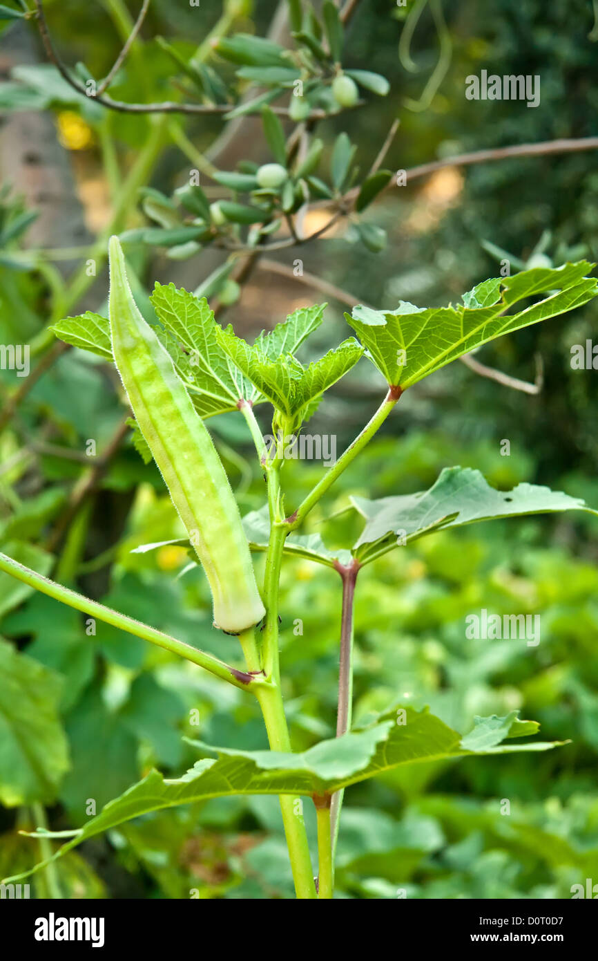 Big Organic Okra On Its Plant Stock Photo - Alamy