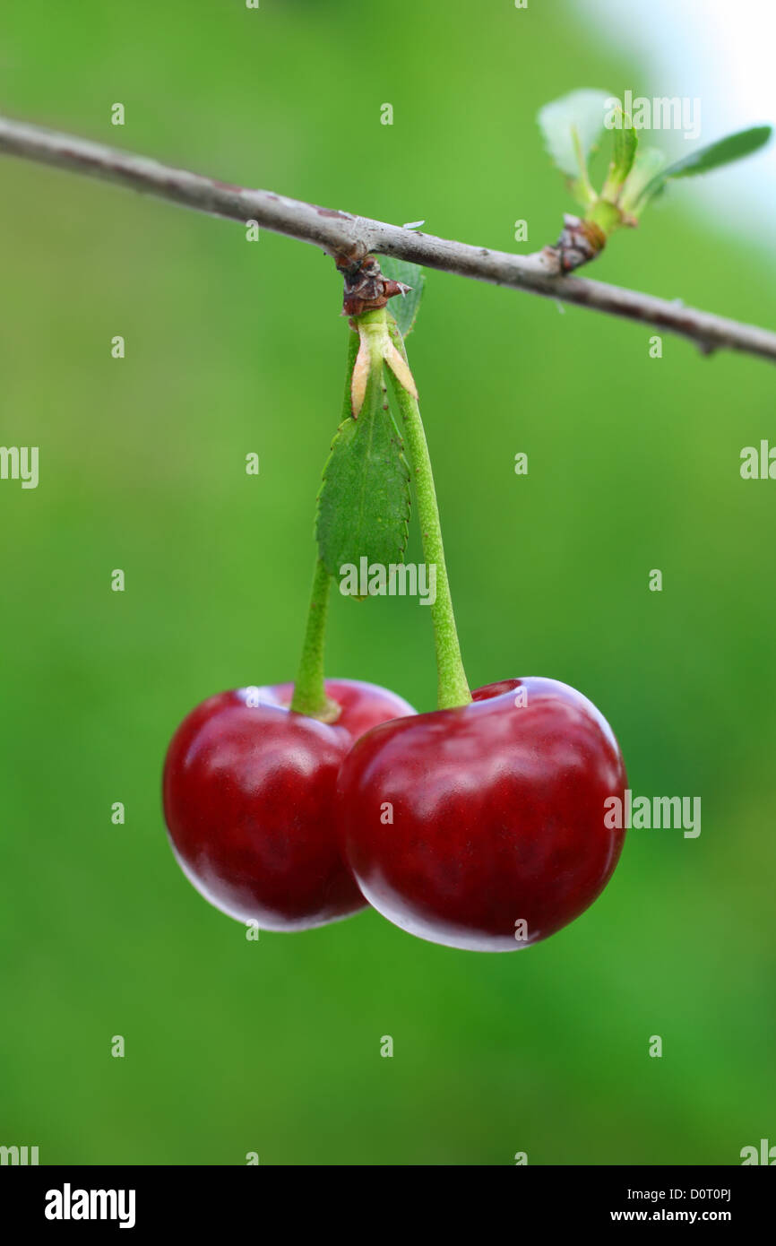 pair of cherry Stock Photo - Alamy