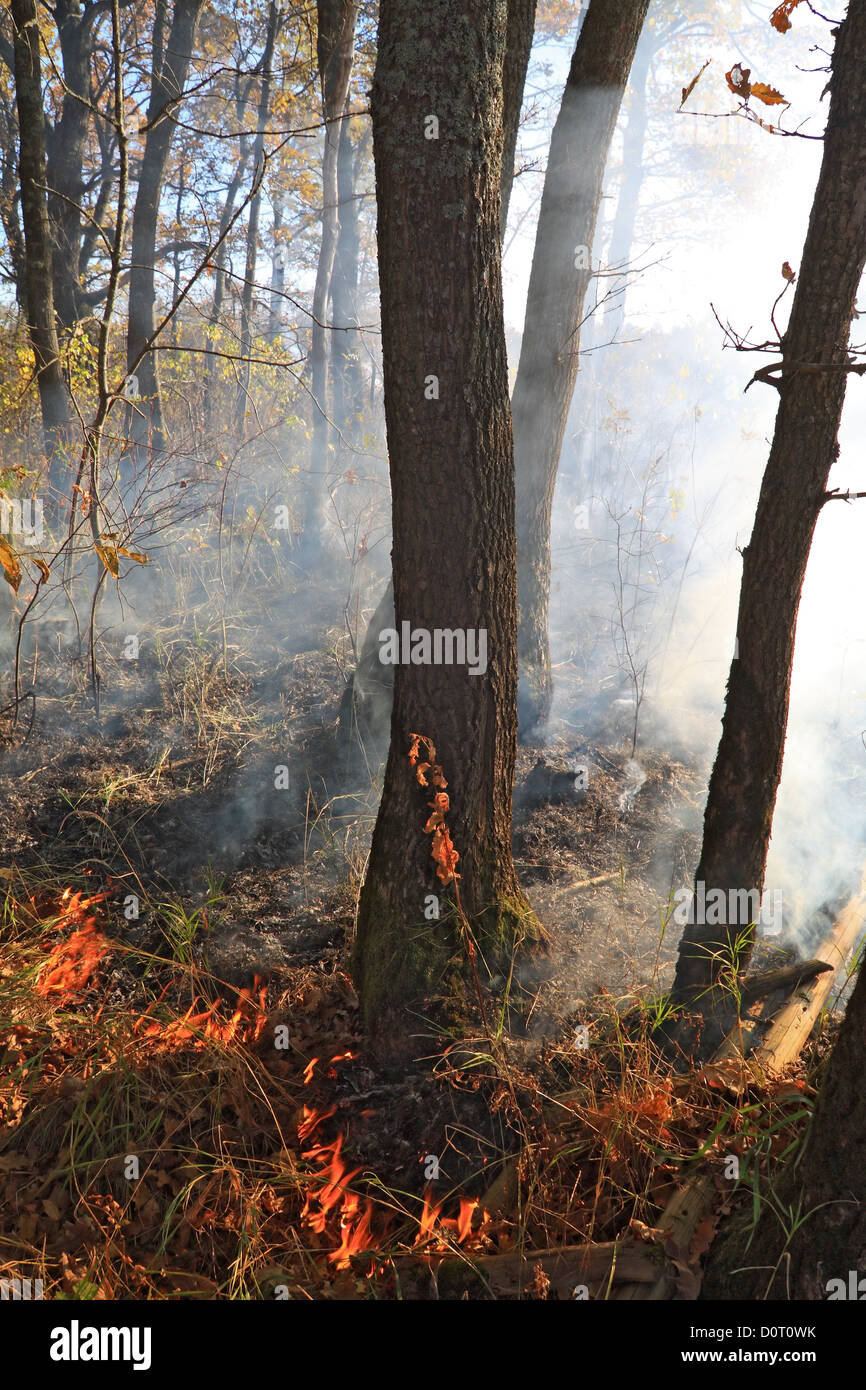 fire in wood Stock Photo - Alamy