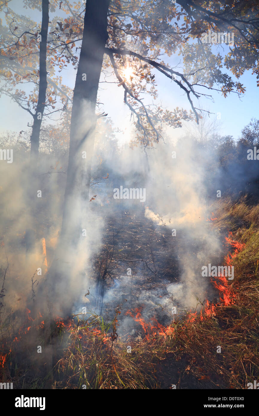 fire in wood Stock Photo - Alamy