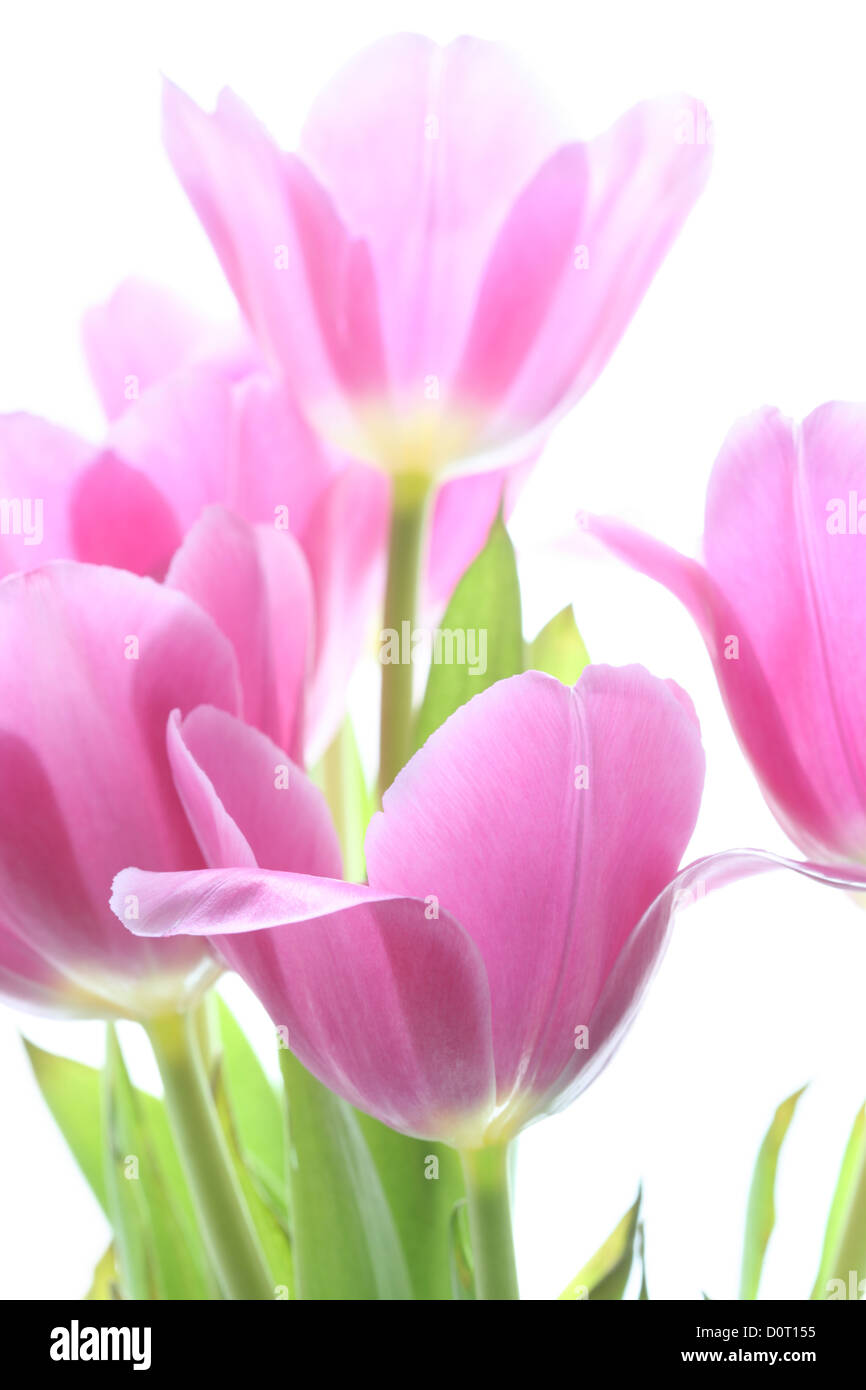 Luxurious purple color hi-res stock photography and images - Alamy