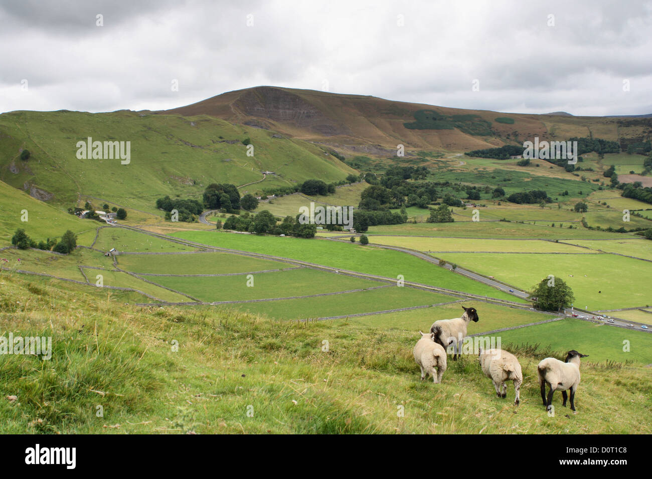 Mam Tor and sheep in fields of the Hope valley Castleton Stock Photo ...