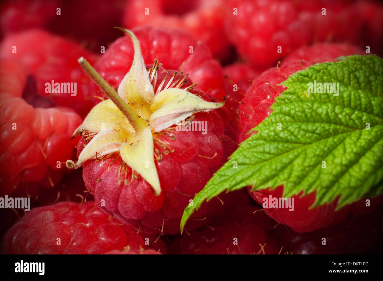 close up of raspberries and one green leaf, horizontal image, there is ...