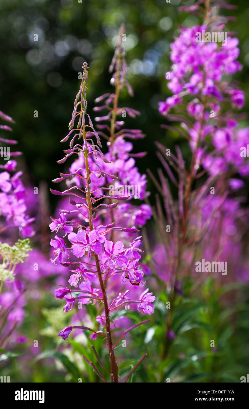 Purple Alpine Fireweed closeup in last summer Stock Photo - Alamy