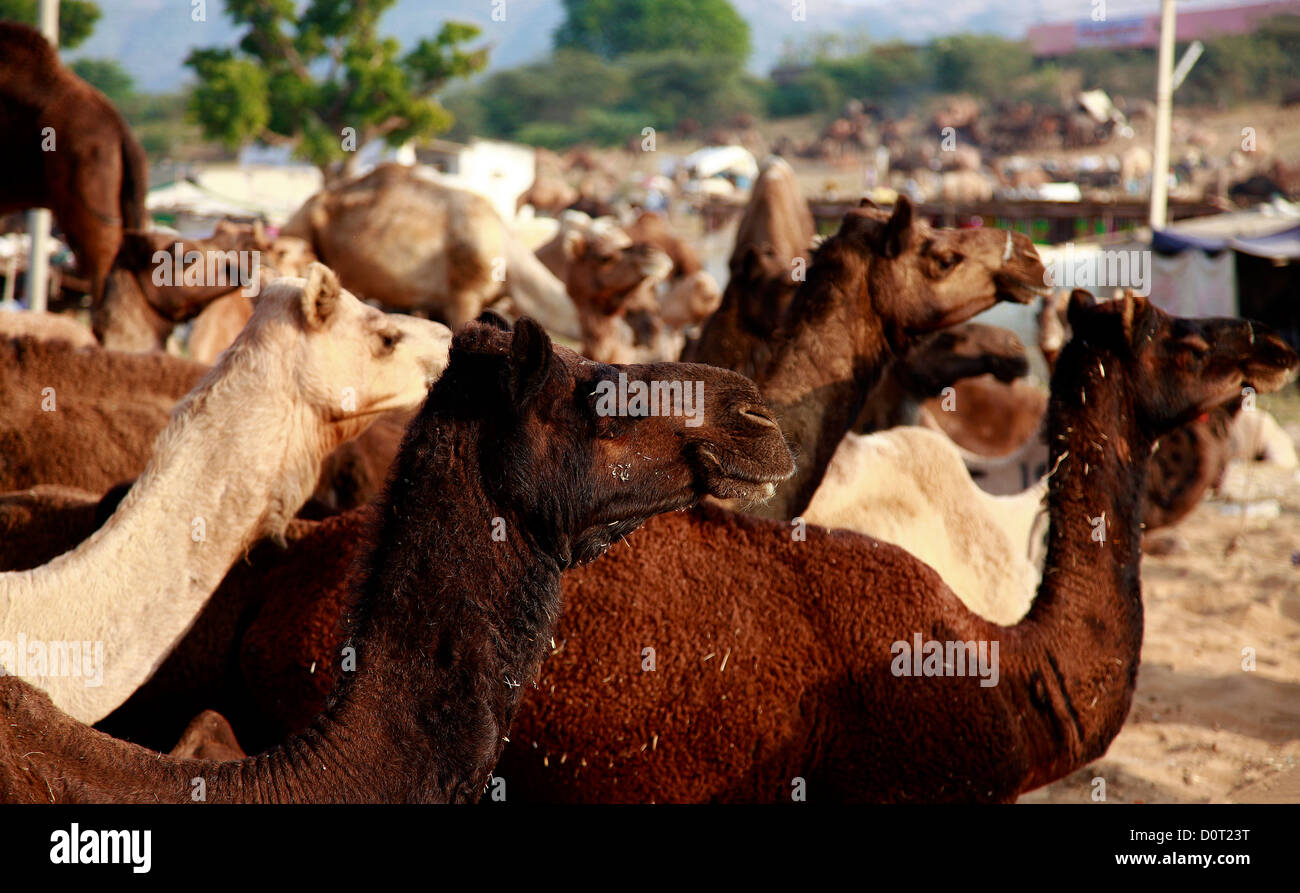pushkar fair,Cattle fair,Herder,Camel,Animal,Pushkar festival ...