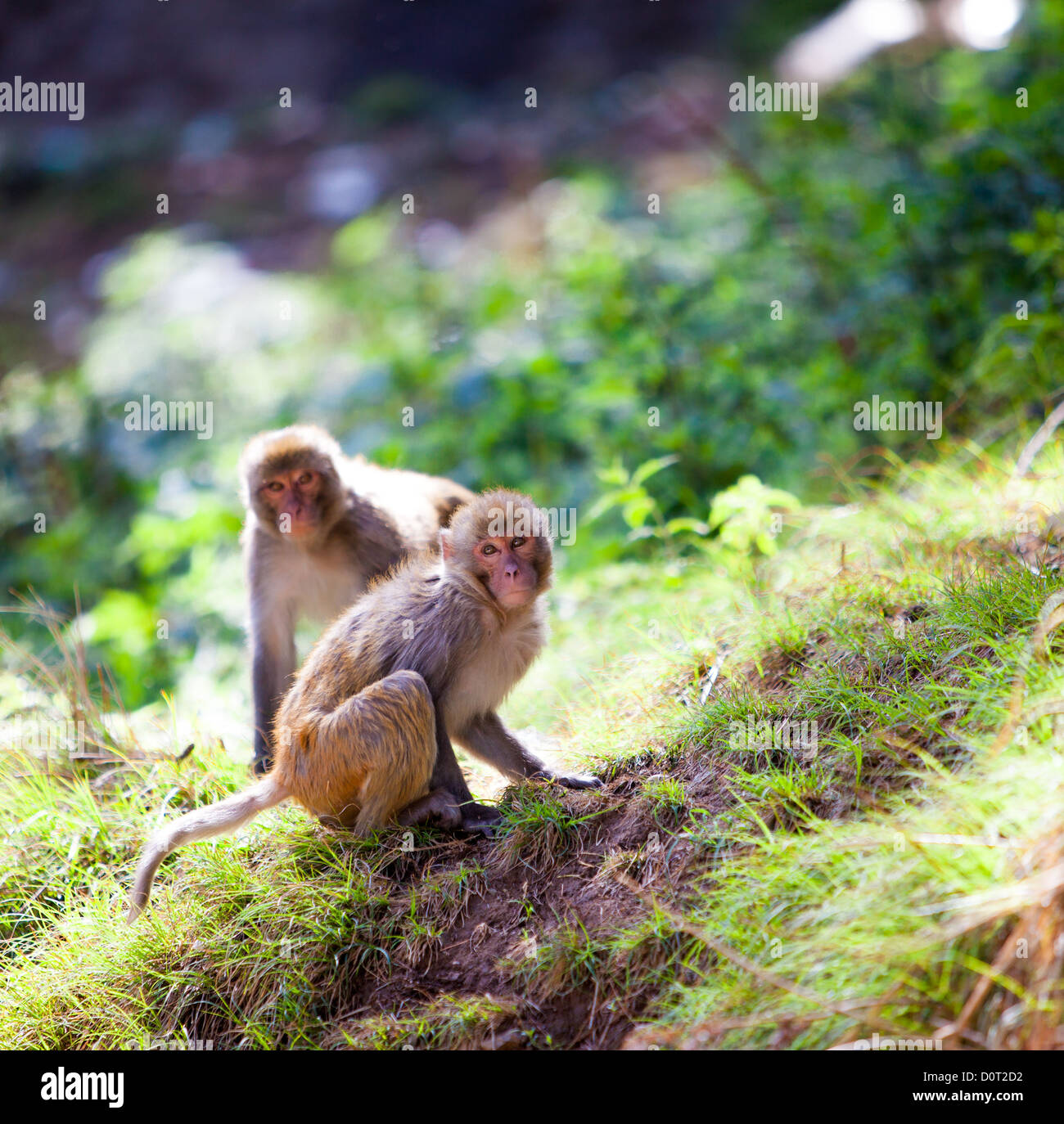 monkey - Macacus mulatta Stock Photo - Alamy