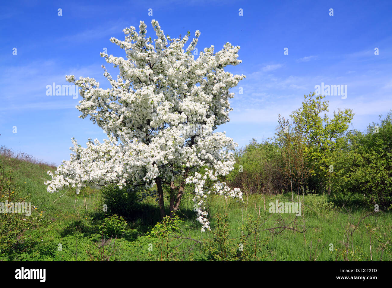 wild aple tree Stock Photo - Alamy