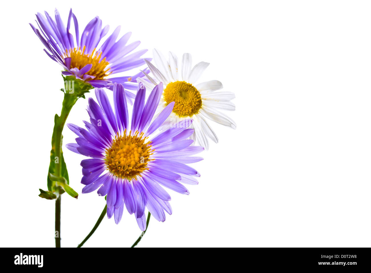 White yellow ox eye Cut Out Stock Images & Pictures - Alamy