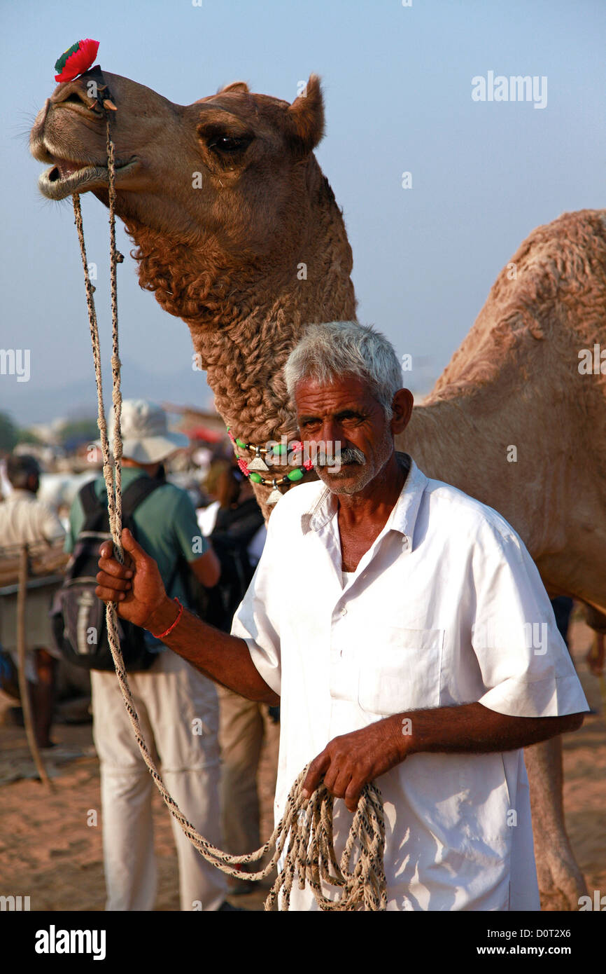 pushkar fair,Cattle fair,Herder,Camel,Animal,Pushkar festival ...