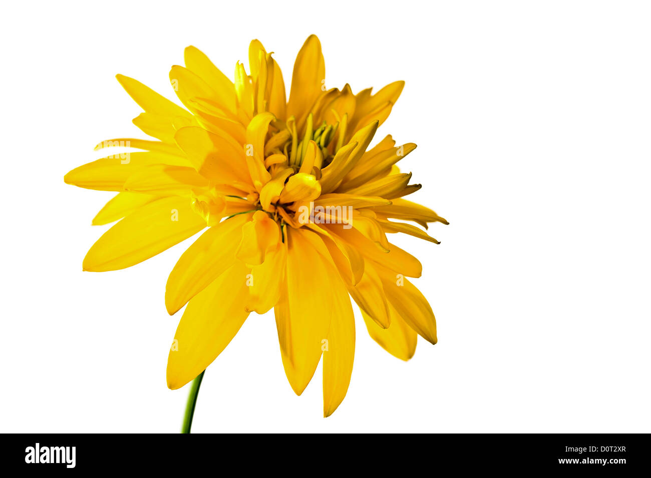 summer yellow flower Stock Photo - Alamy