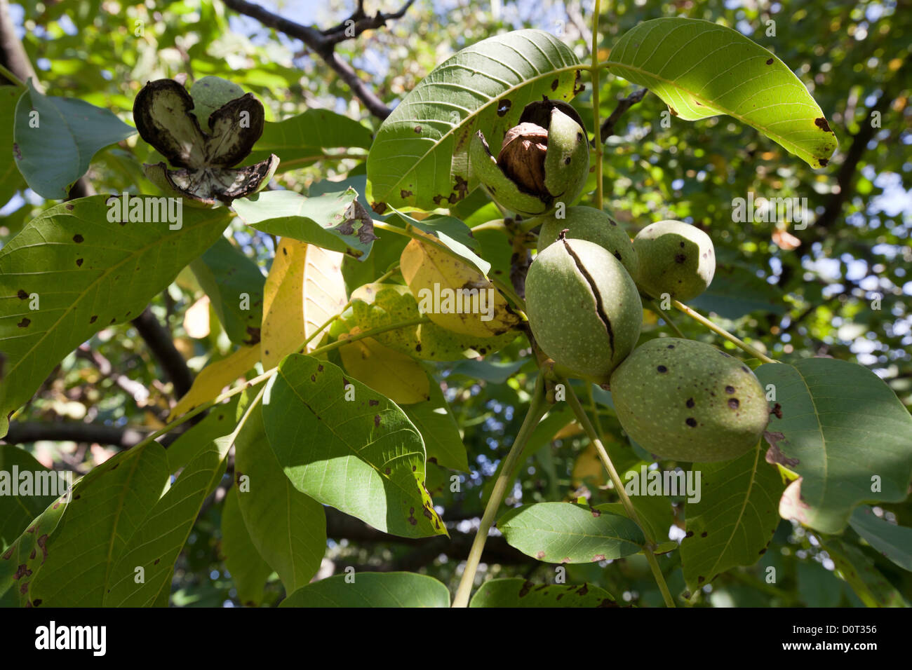 Walnut shell detail hi-res stock photography and images - Alamy