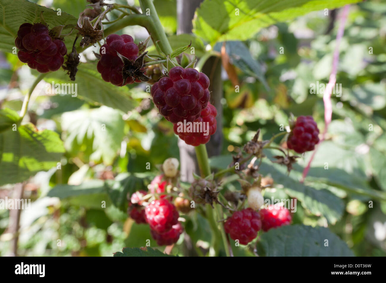 Ripe raspberries. Close-up Stock Photo - Alamy