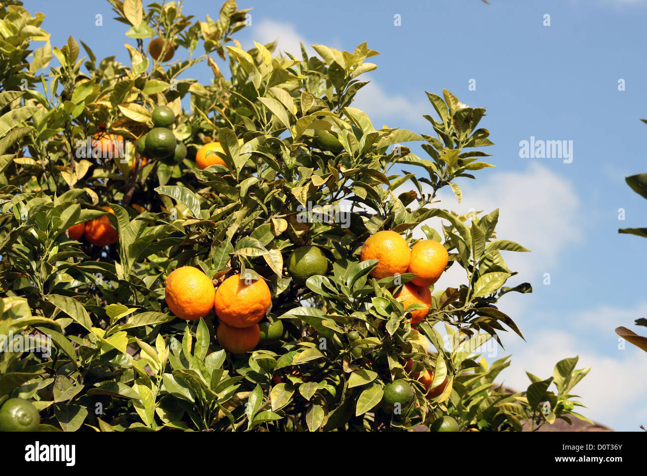A mandarin orange tree with ripe oranges in an orchard in Cotacachi ...