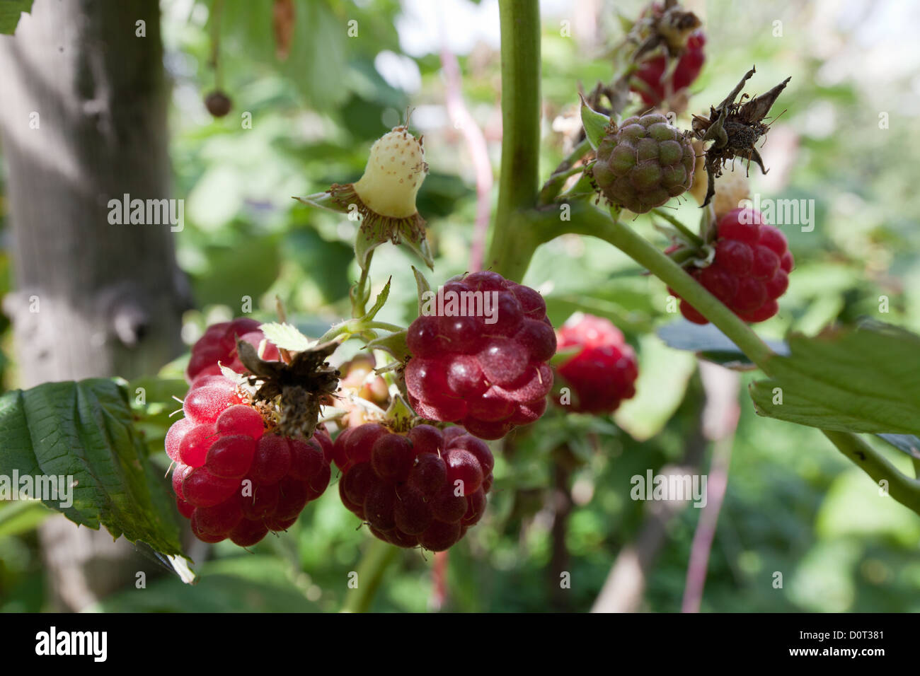Ripe raspberries. Close-up Stock Photo - Alamy