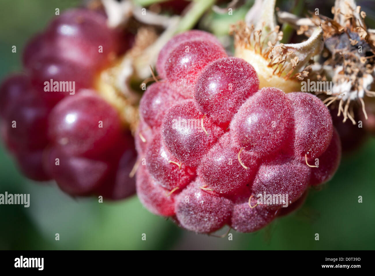 Ripe raspberries. Close-up, macro detail Stock Photo - Alamy