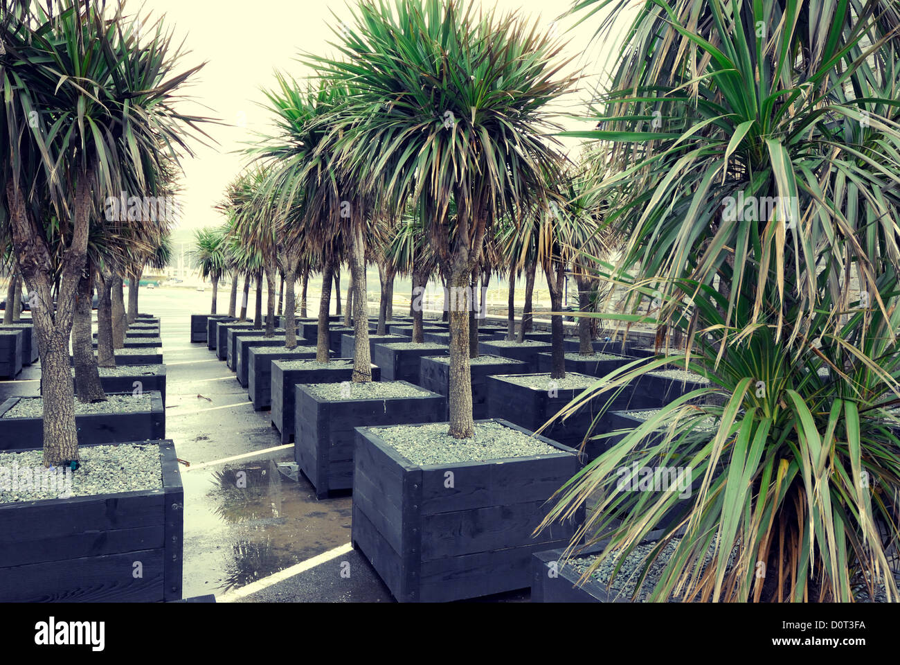 Barmouth palm palmtree tree trees plams box boxes tub tubs Stock Photo ...