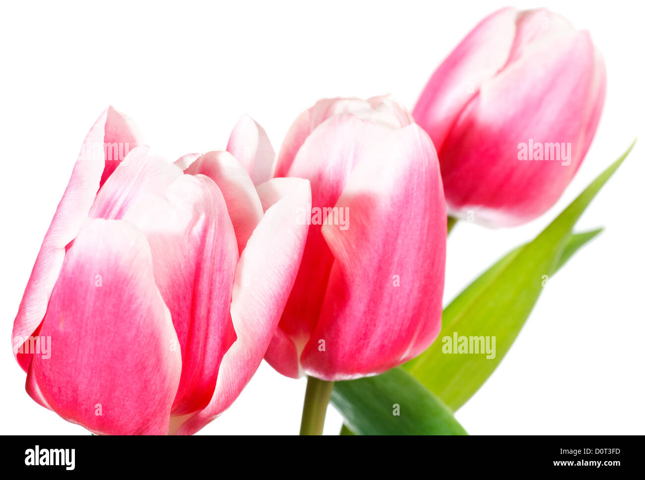 Rose bou hi-res stock photography and images - Alamy