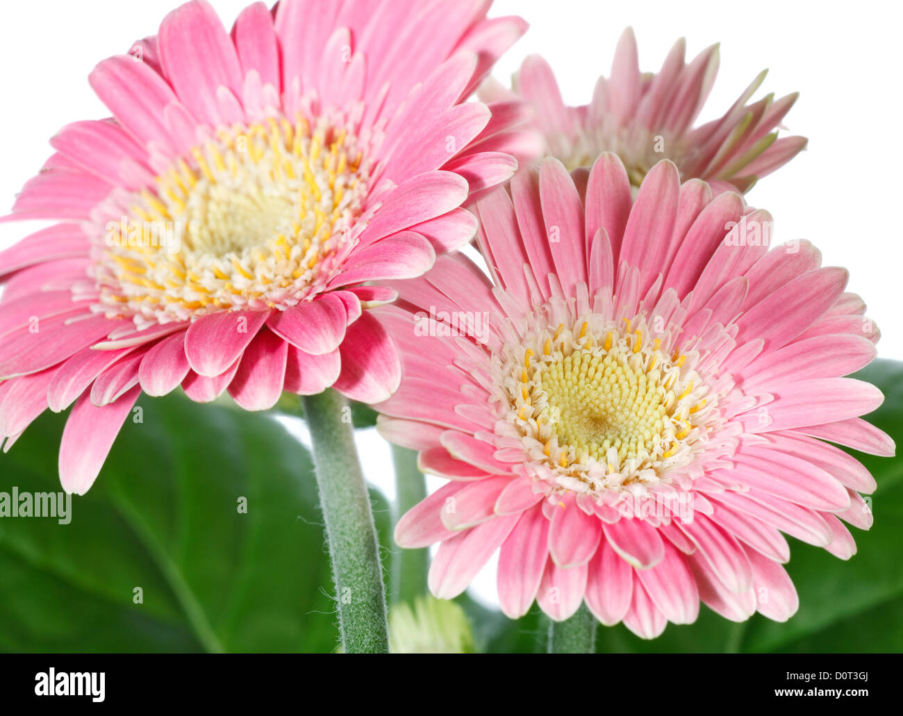 Pink gerbera flowers Stock Photo - Alamy