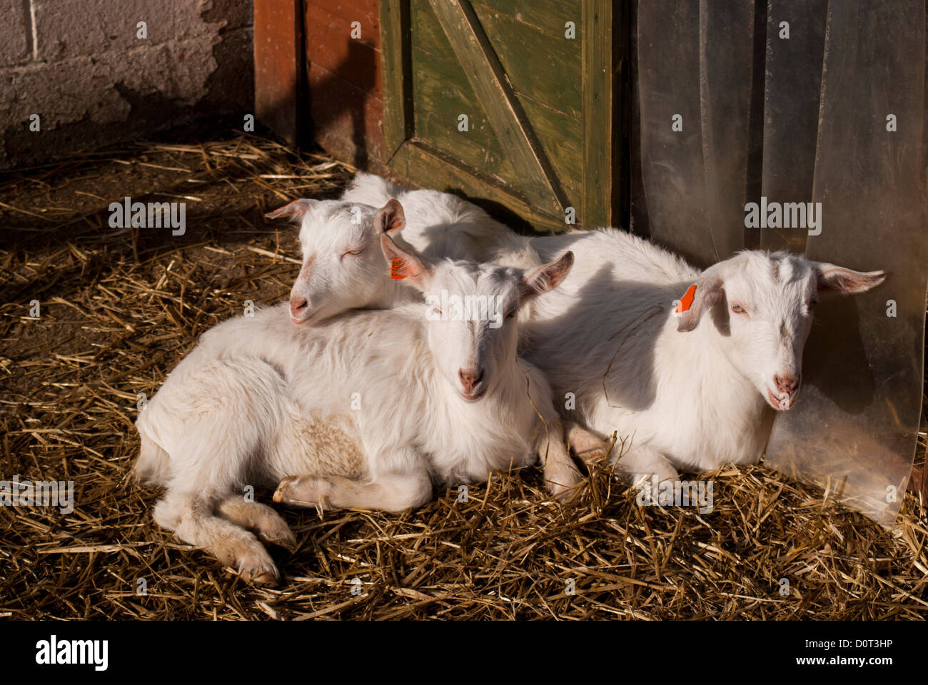 Saanen Goat Stock Photos & Saanen Goat Stock Images - Alamy