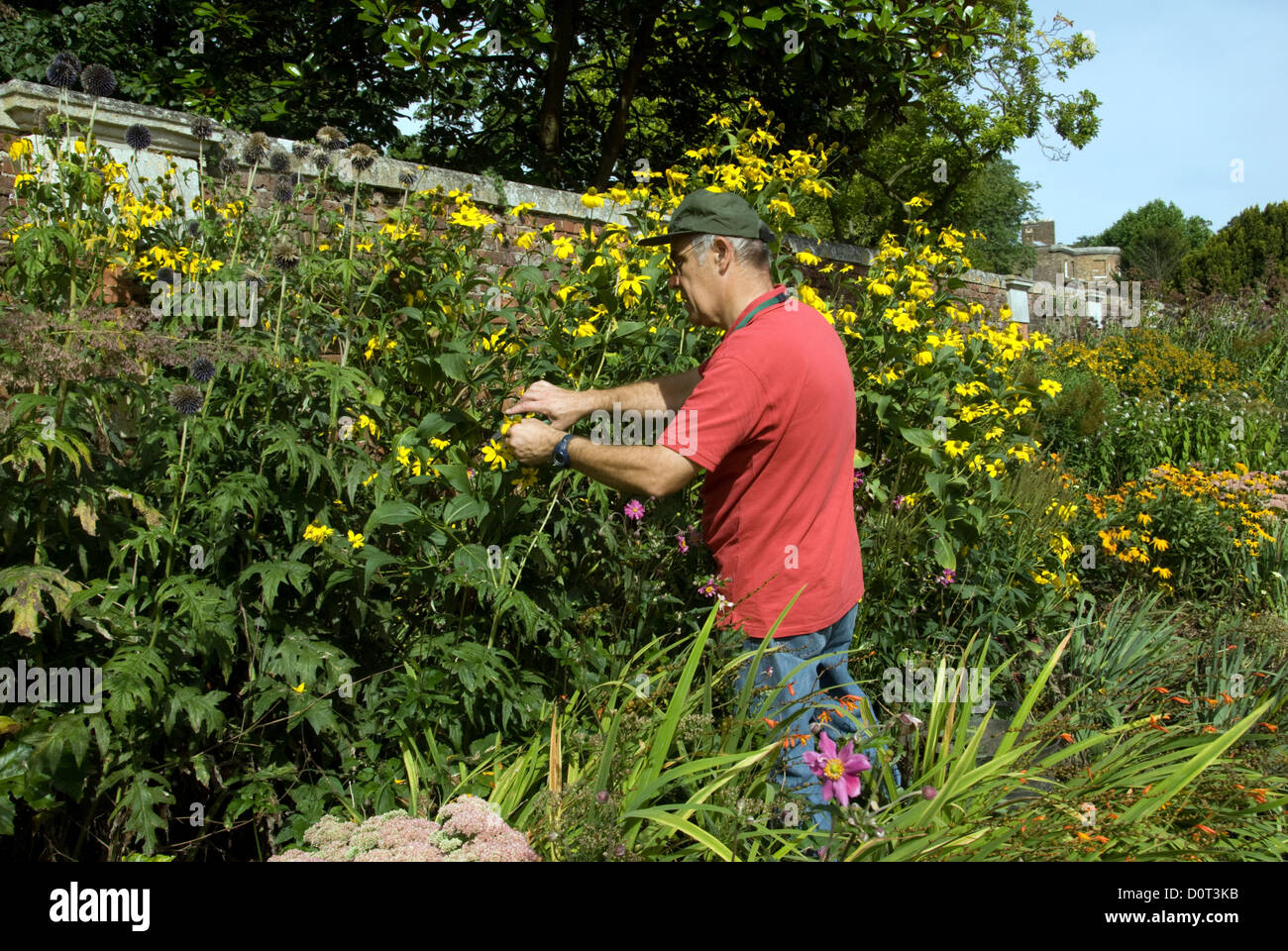 Dead perennials hi-res stock photography and images - Alamy