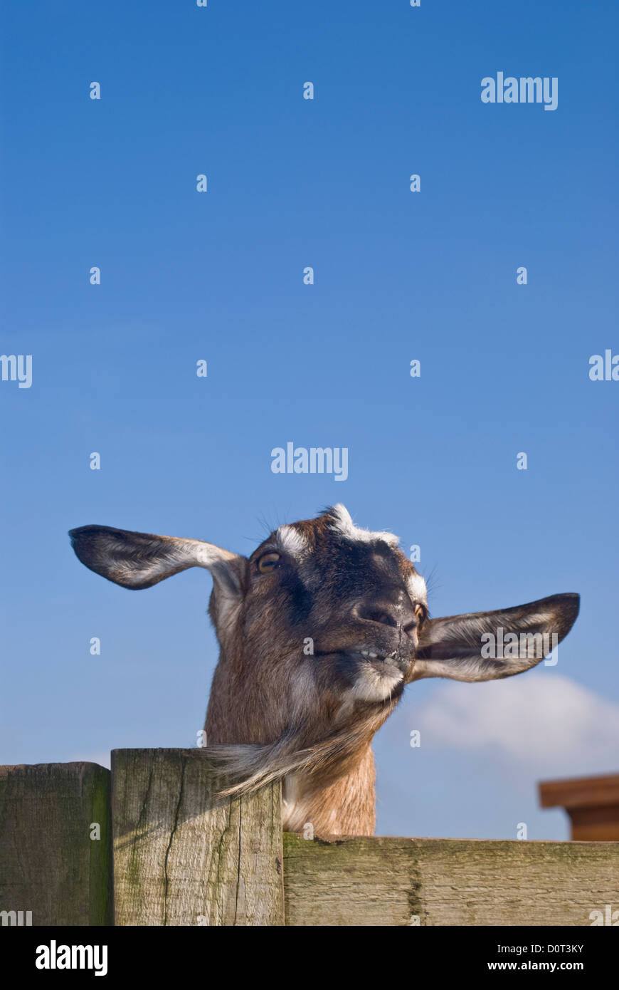 Domestic goat looking over fence hi-res stock photography and images ...