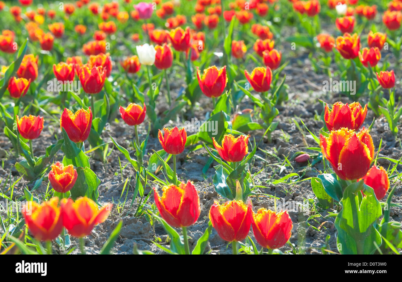Red tulip flowers Stock Photo - Alamy