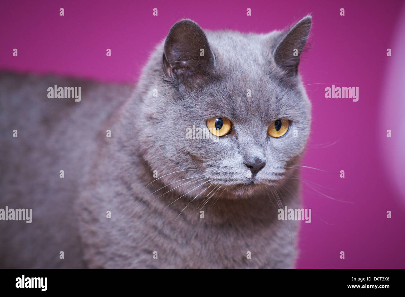 A blue feline, pedigree cat Stock Photo - Alamy