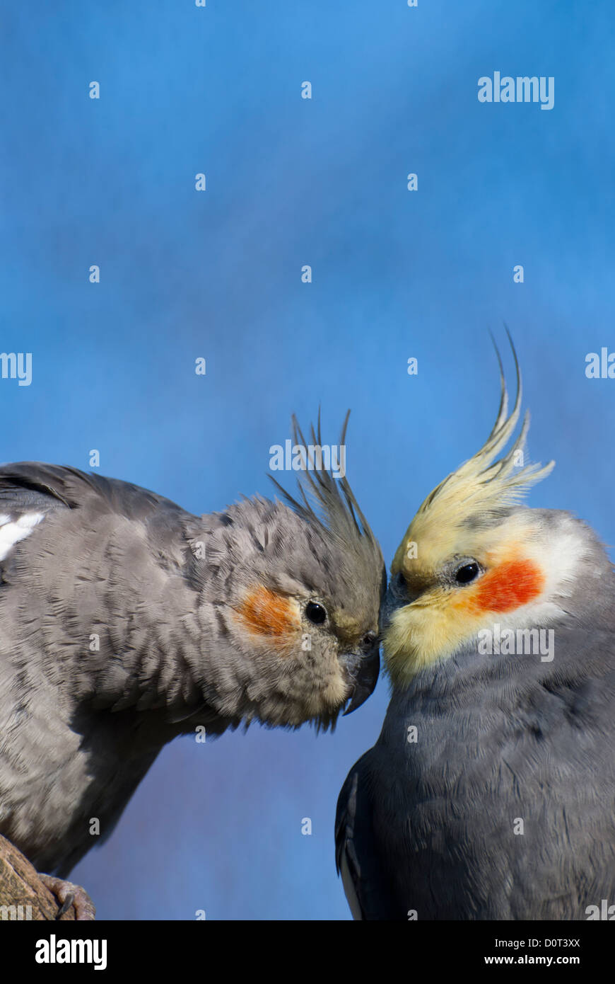 Aviary birds, Cockatiels (nymphicus hollandicus Stock Photo - Alamy