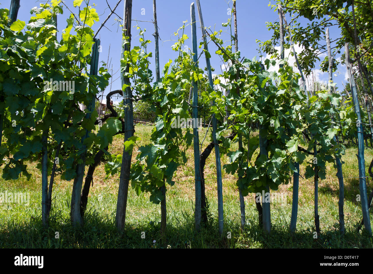 Nature stocks hi-res stock photography and images - Alamy