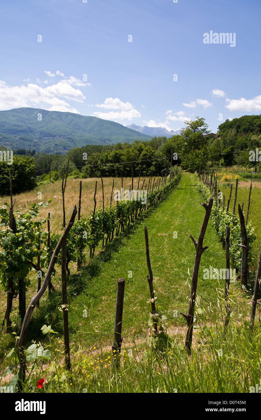 Tree stocks hi-res stock photography and images - Alamy