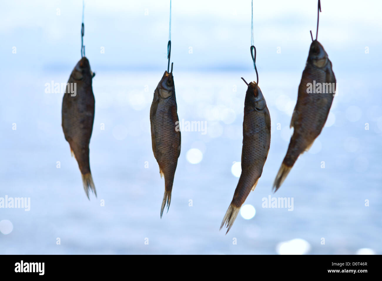 Salted fish drying hi-res stock photography and images - Alamy