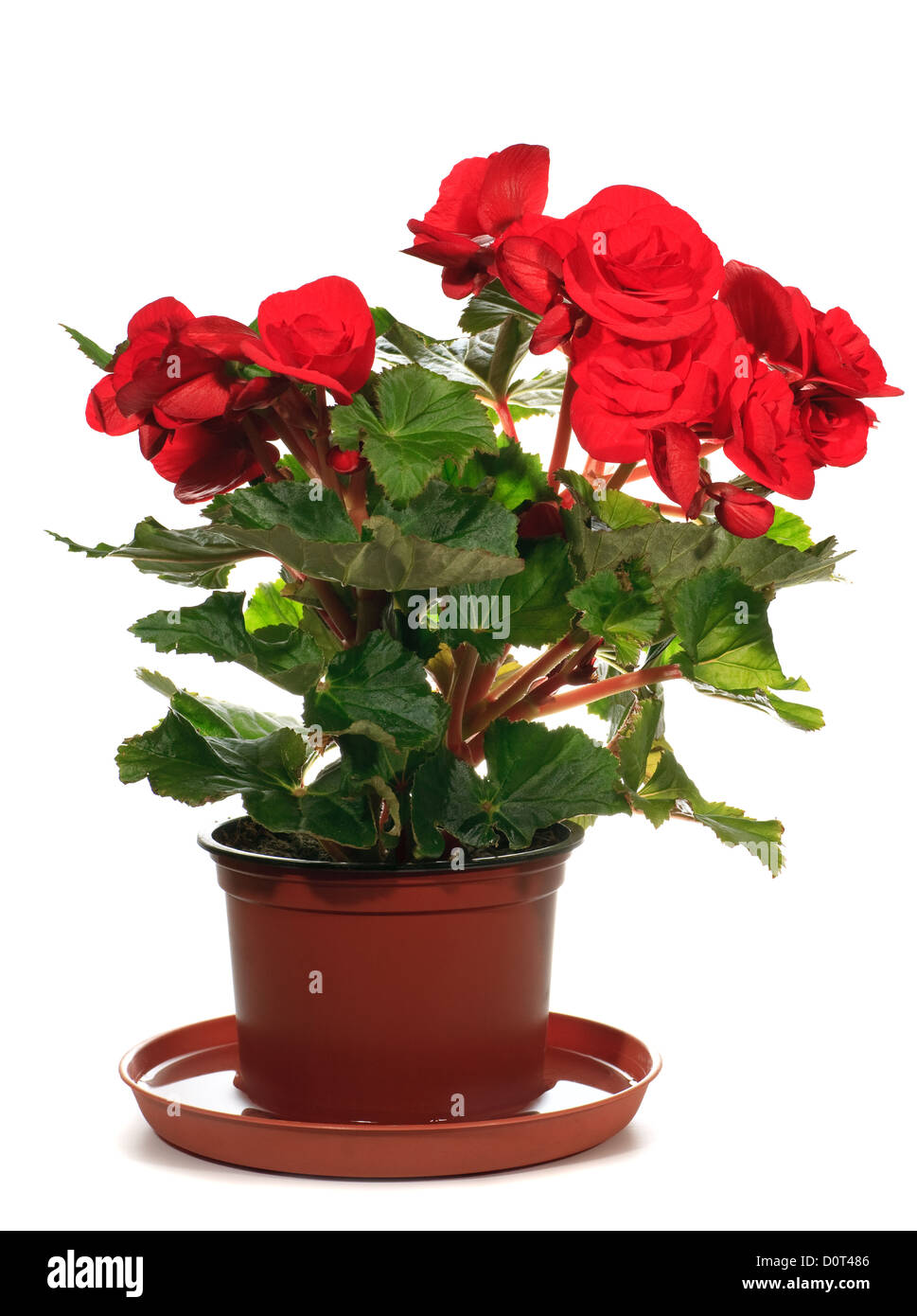 Red white begonia flower Cut Out Stock Images & Pictures - Alamy