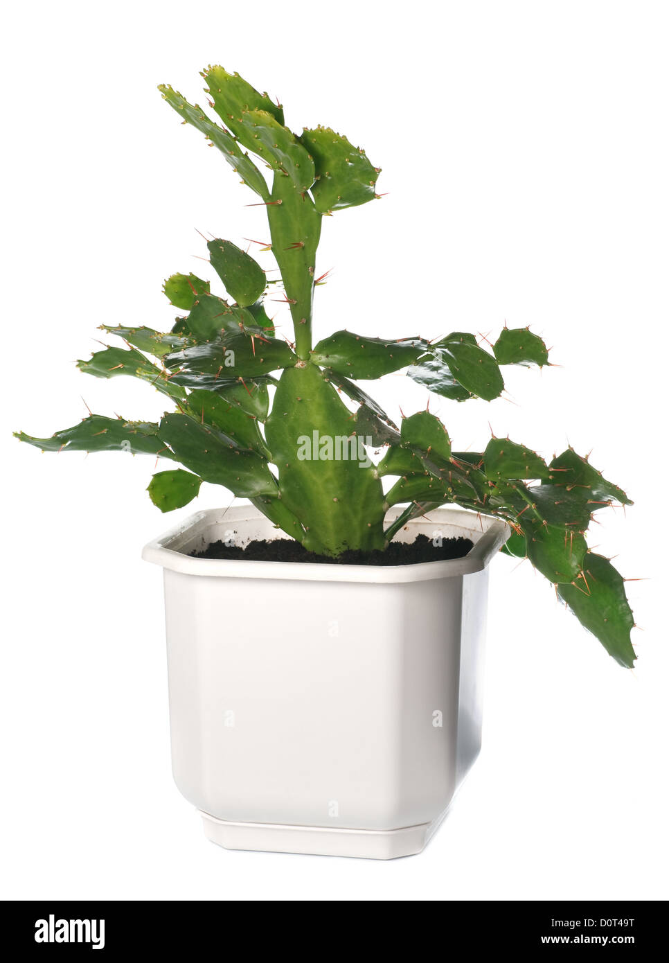 Potted plants on Cut Out Stock Images & Pictures - Alamy