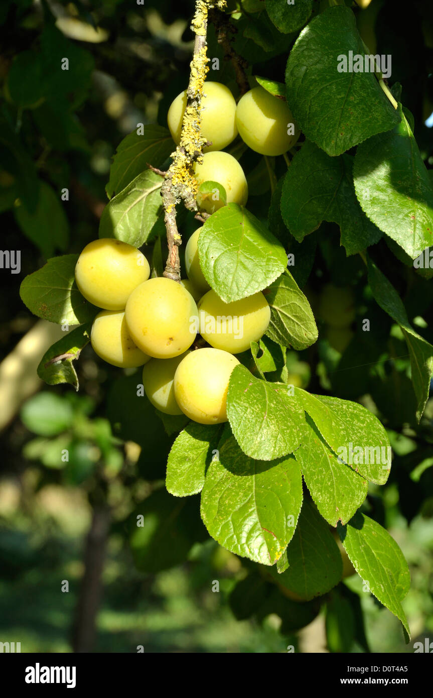 Reine claude doree hi-res stock photography and images - Alamy