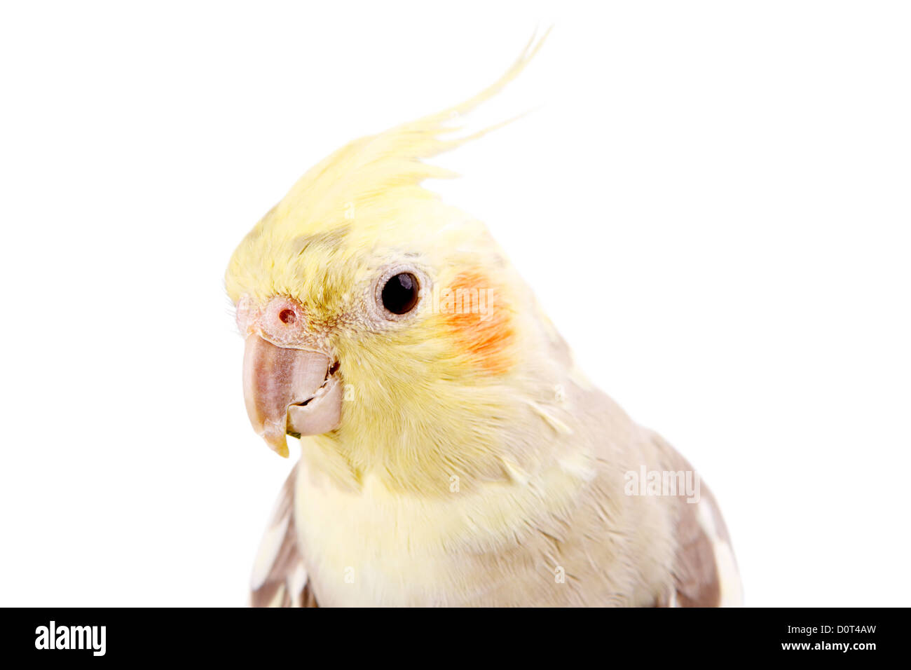 Beautiful parrot with gray yellow painting Stock Photo - Alamy