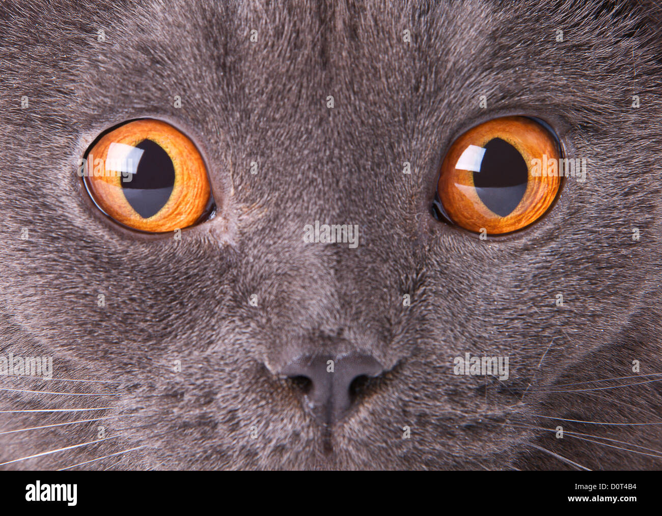 Close up a cat face Stock Photo - Alamy