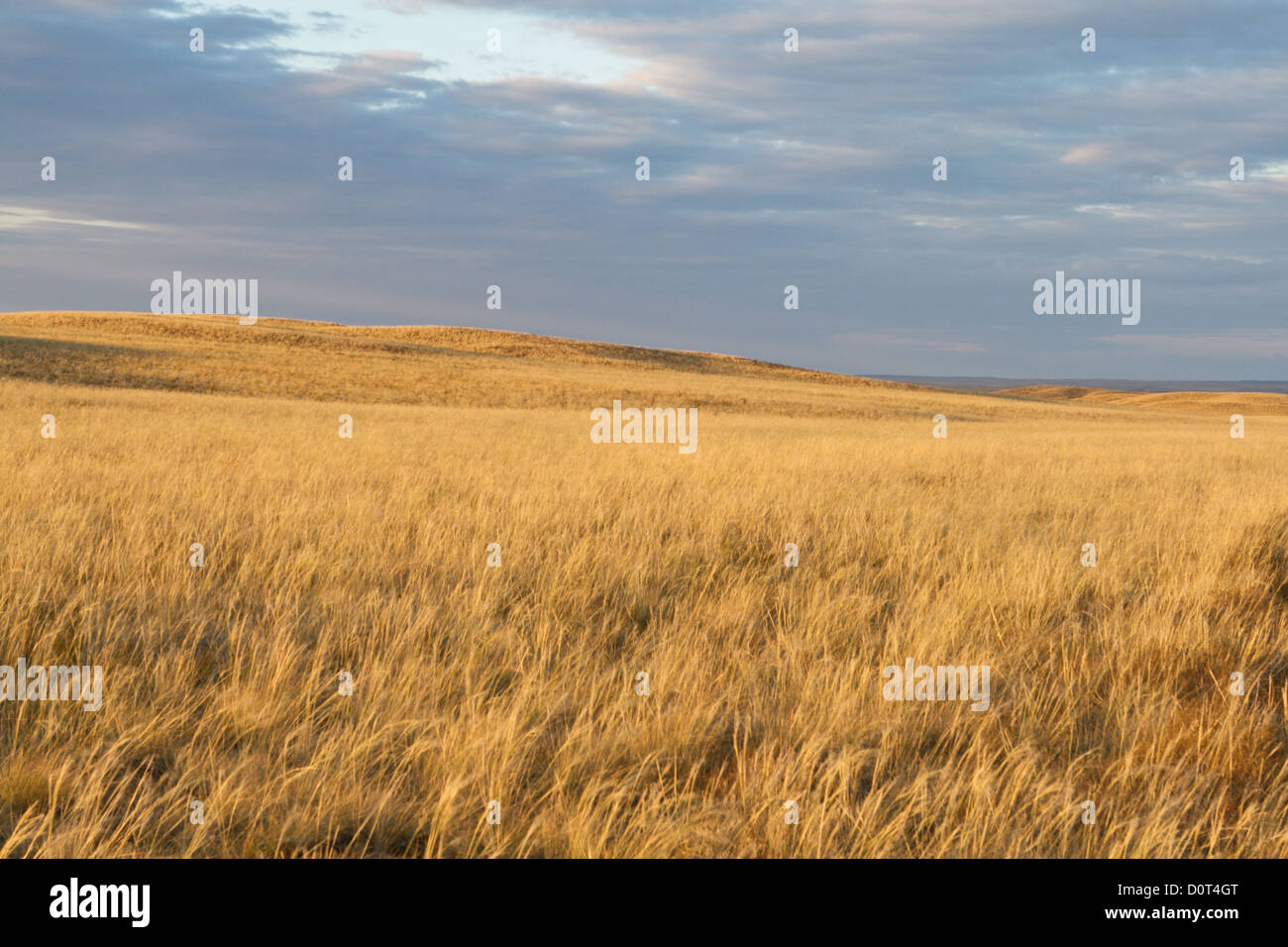 Beautiful steppe in the evening sun Stock Photo - Alamy
